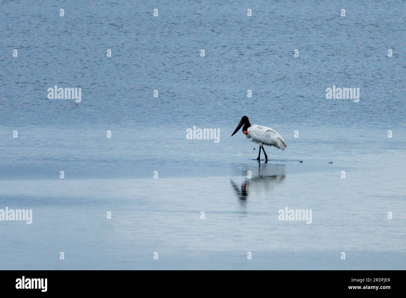 A Jabiru stork, Jabiru mycteria, wading in the shallow lagoon in the ...