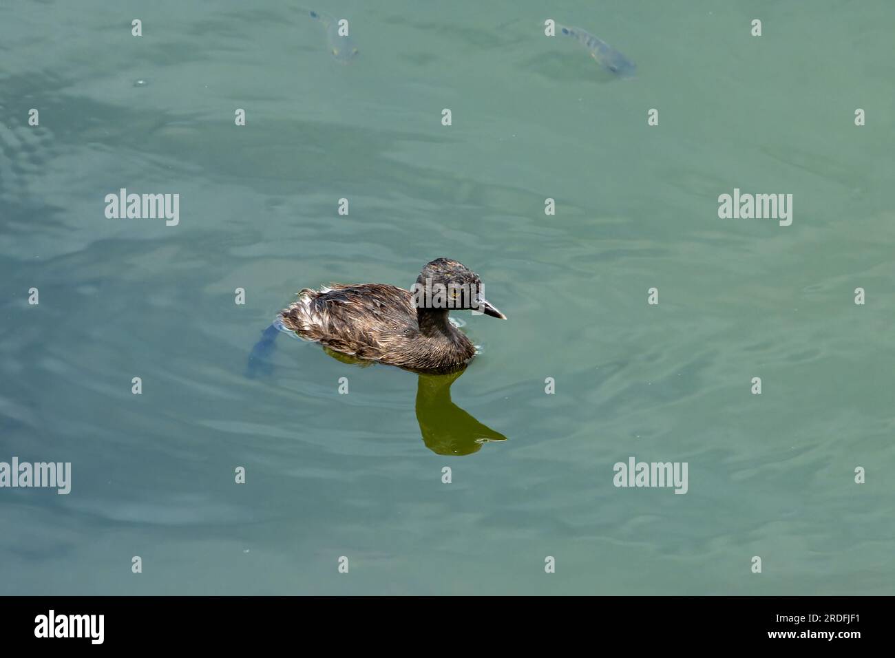 A Least Grebe, Tachybaptus dominicus, swimming in the shallow lagoon in ...