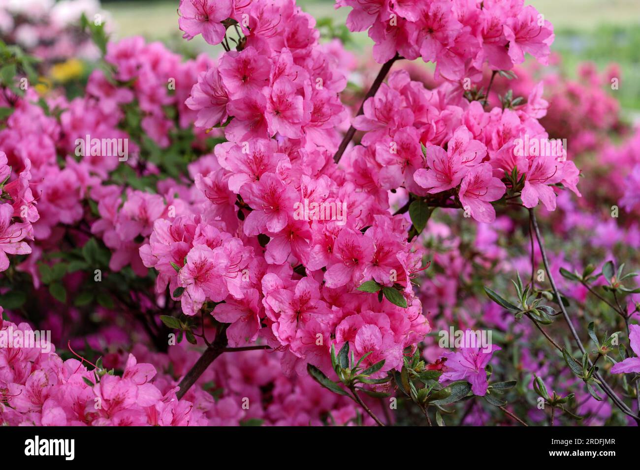 Hershey red azalea hi-res stock photography and images - Alamy