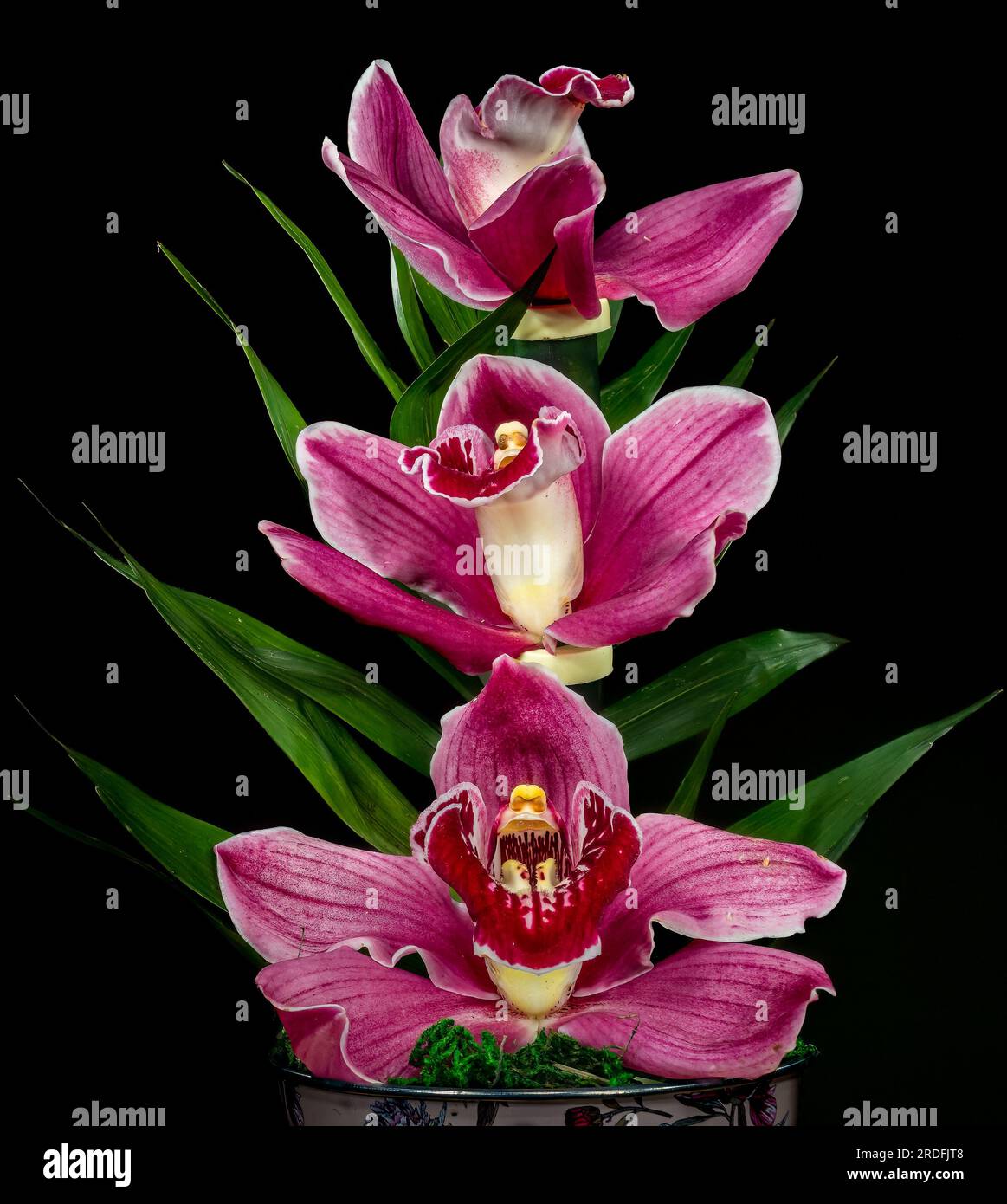 Low key photograph of an orchid plant with the help of a Flash in Loiu ...