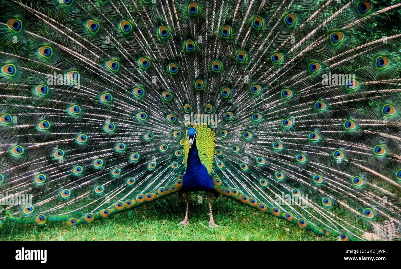 Peacock, blue peacock, indian peafowl (pavo cristatus), blue peafowl ...