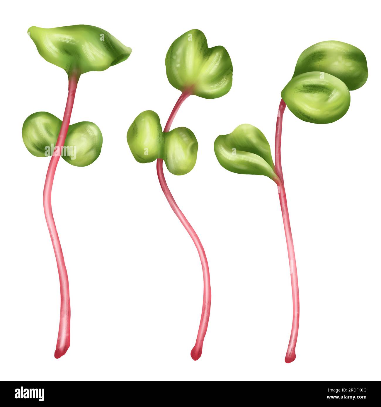 Illustration of a micro-green radish in watercolor style. Young seed ...