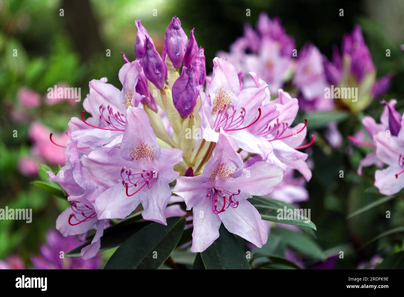 Pacific rhododendron (Rhododendron macrophyllum), blooming time at the ...