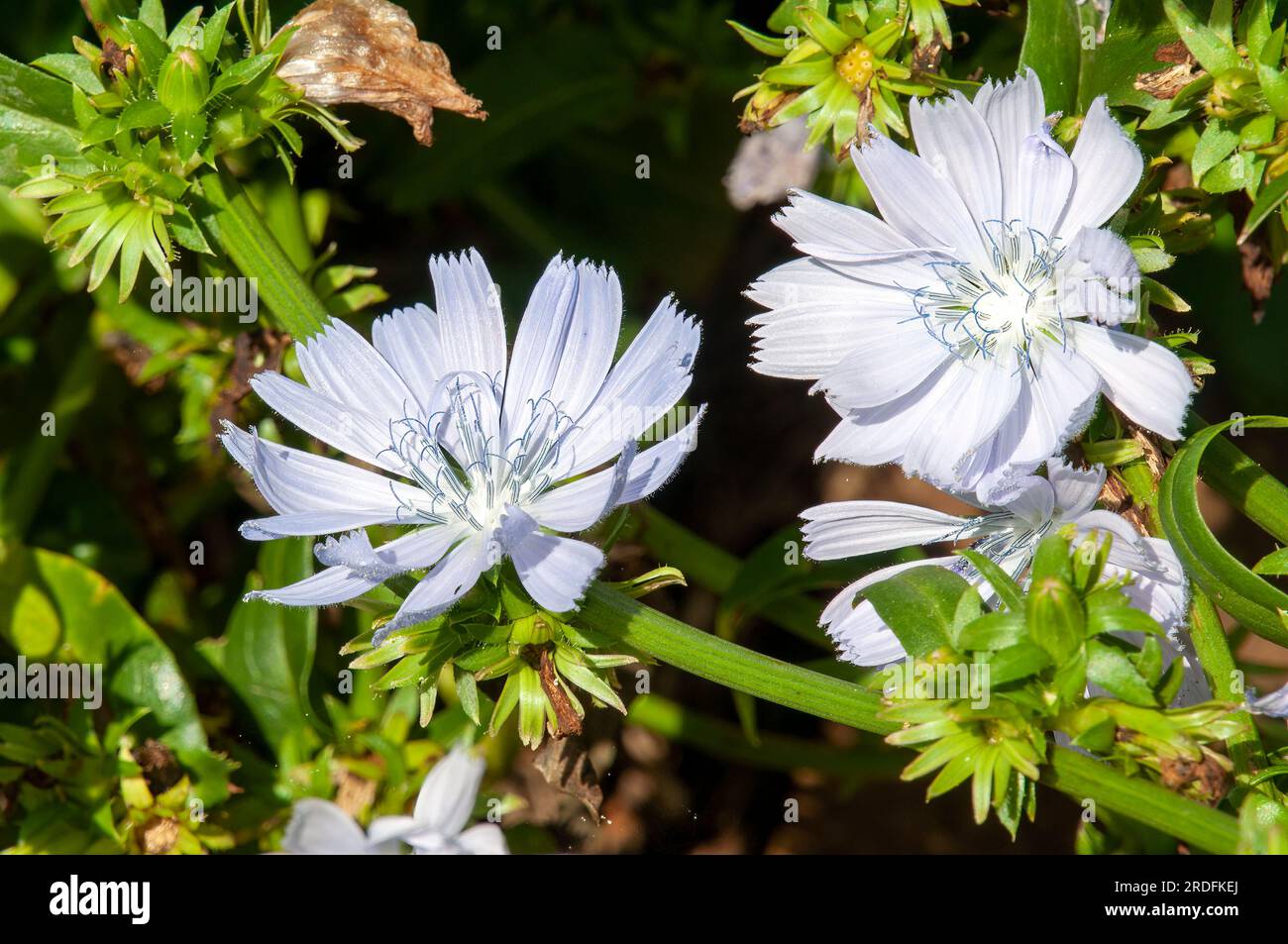 Sydney Australia, blue flowers of a common chicory in sunshine Stock ...