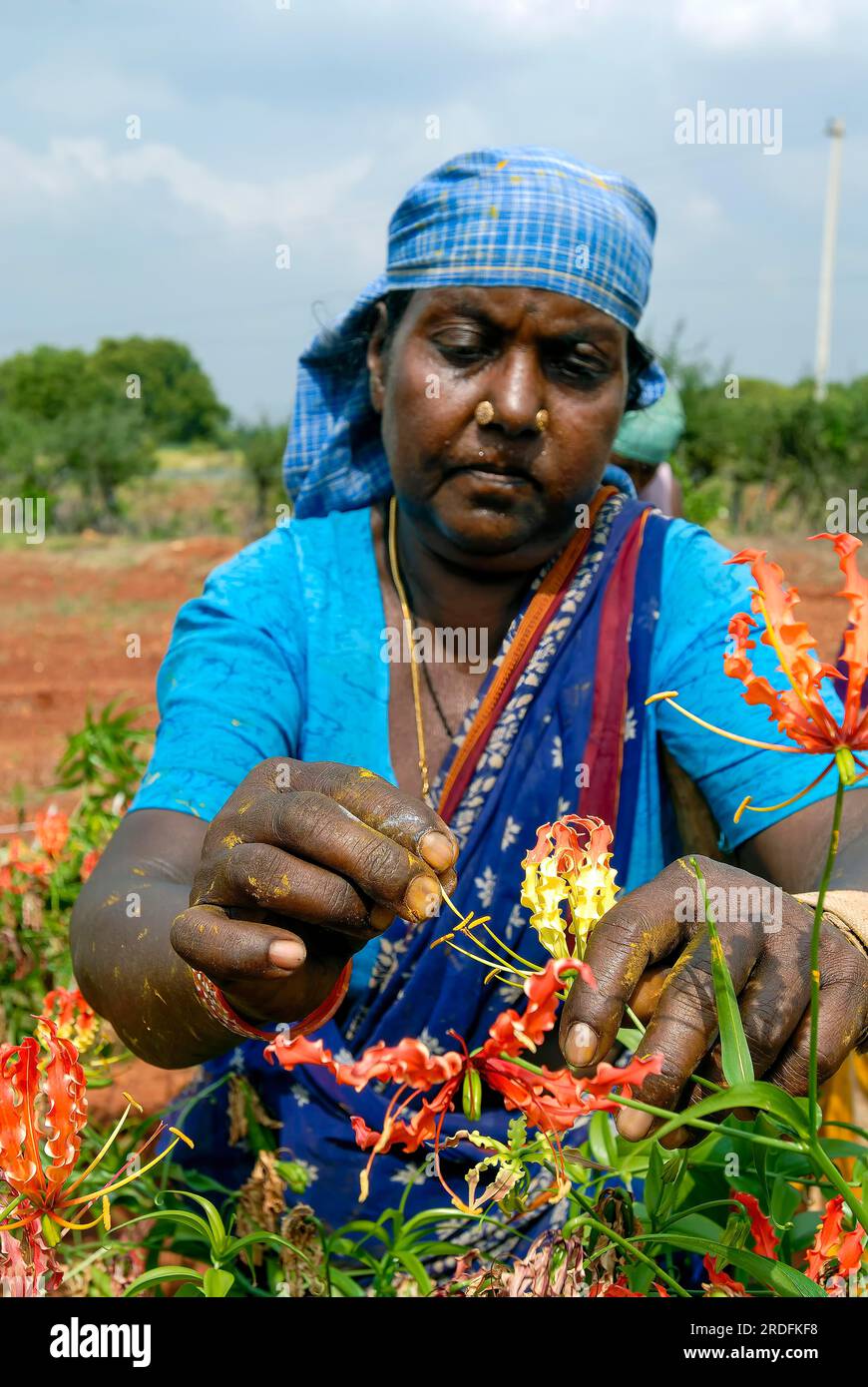 A skilled farm worker is doing hand pollination in (Gloriosa superba ...