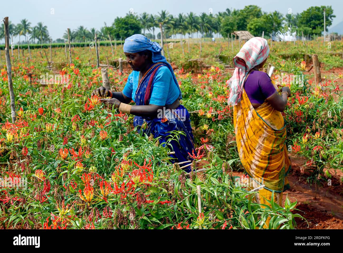 A skilled farm workers is doing hand pollination in (Gloriosa superba ...