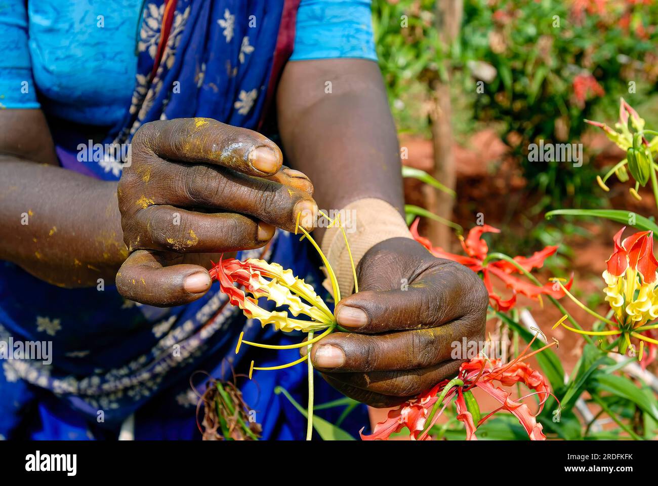 A skilled farm worker is doing hand pollination in (Gloriosa superba ...