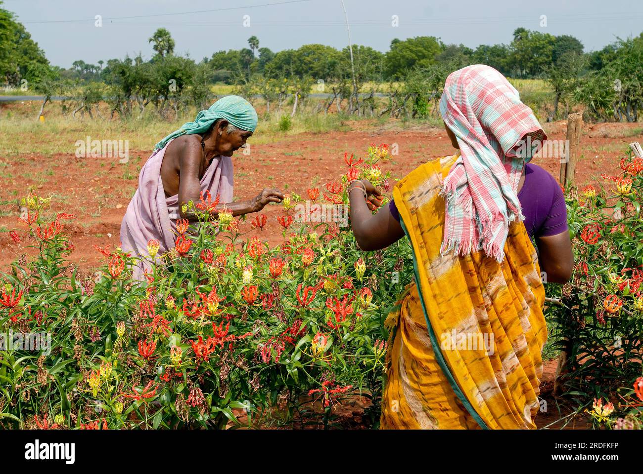 A skilled farm workers is doing hand pollination in (Gloriosa superba ...