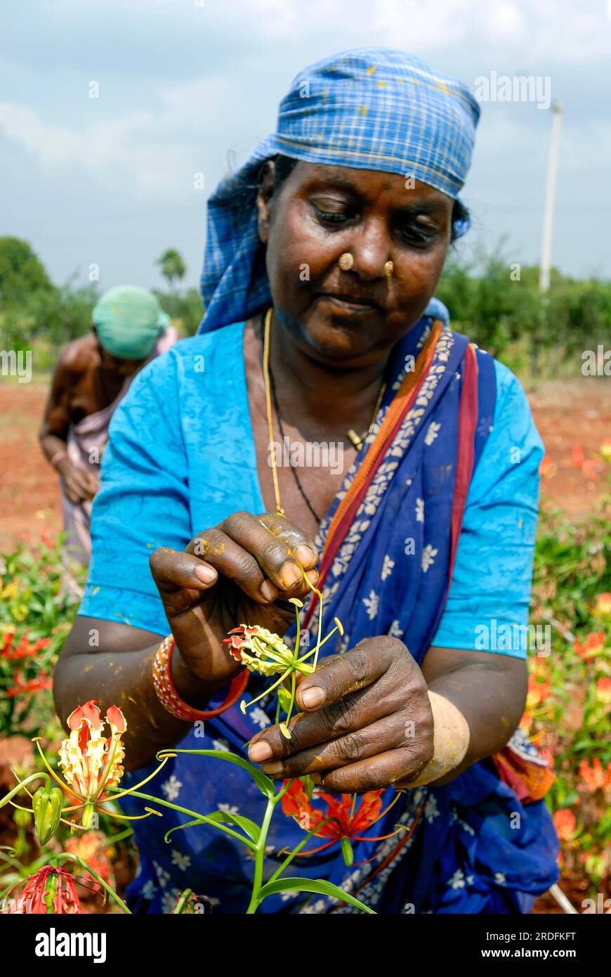 A skilled farm worker is doing hand pollination in (Gloriosa superba ...