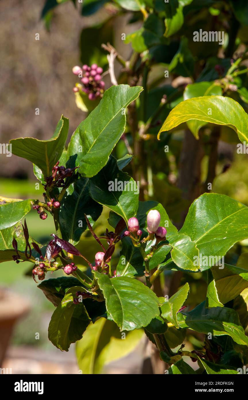 Sydney Australia, citrus limon flower buds in sunshine Stock Photo - Alamy