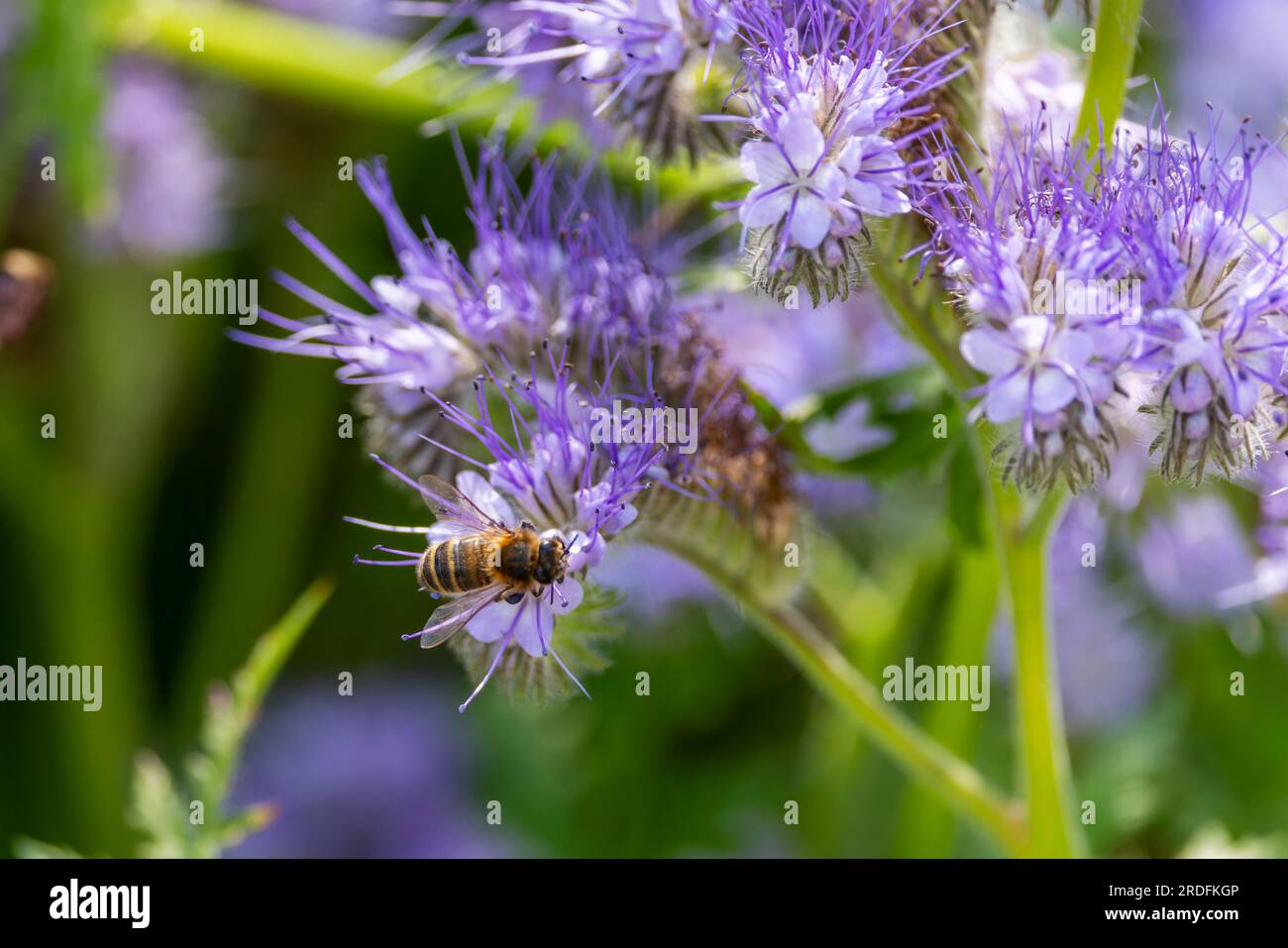 Honey bee "Apidae" collects pollen nectar from "Phacelia" flowers for honey, during summer ...