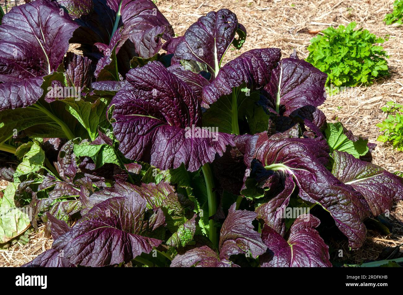 Chinese Mustard Brassica Juncea Hi res Stock Photography And Images Alamy