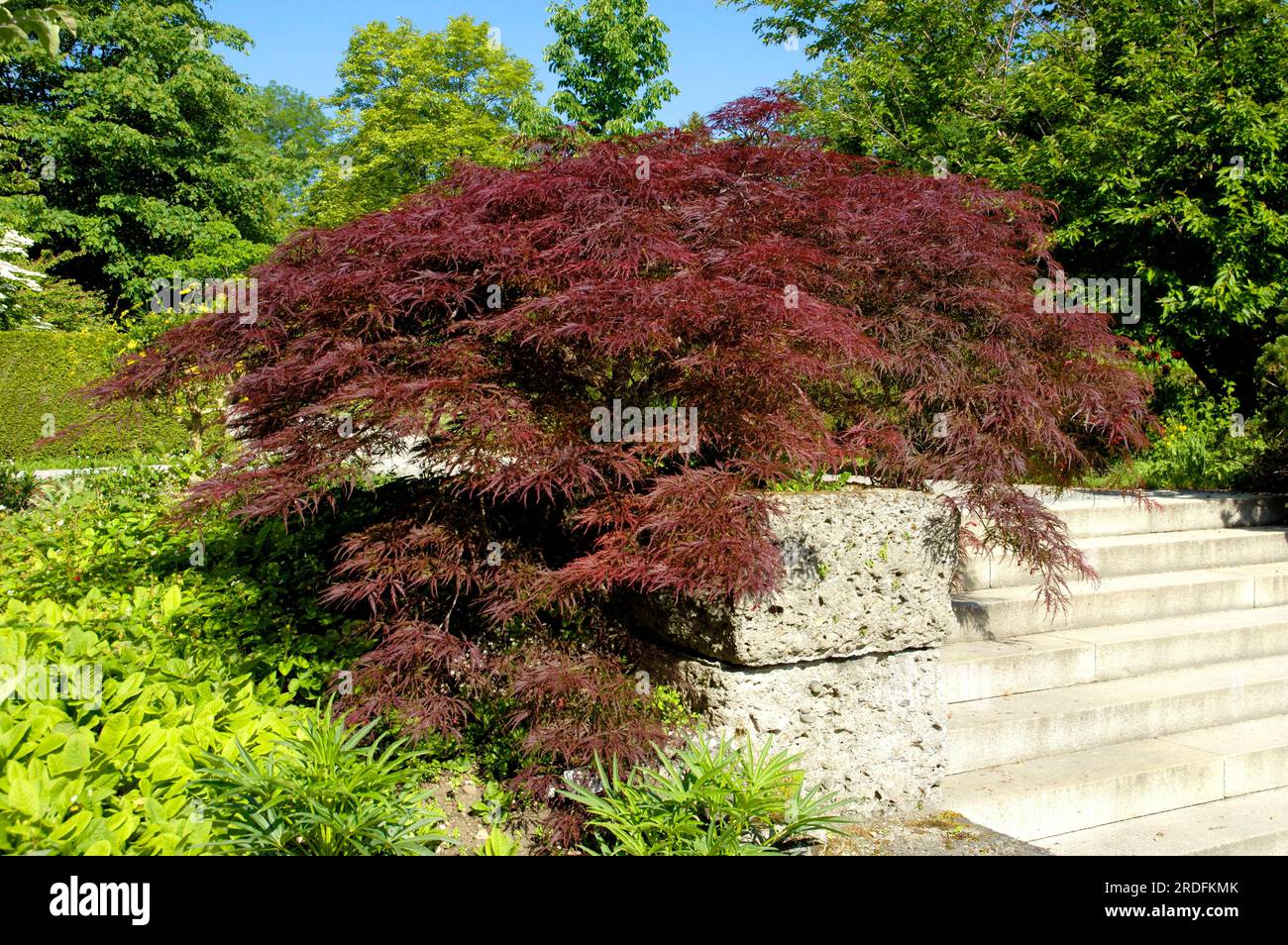 Smooth Japanese maple (Acer palmatum Stock Photo - Alamy