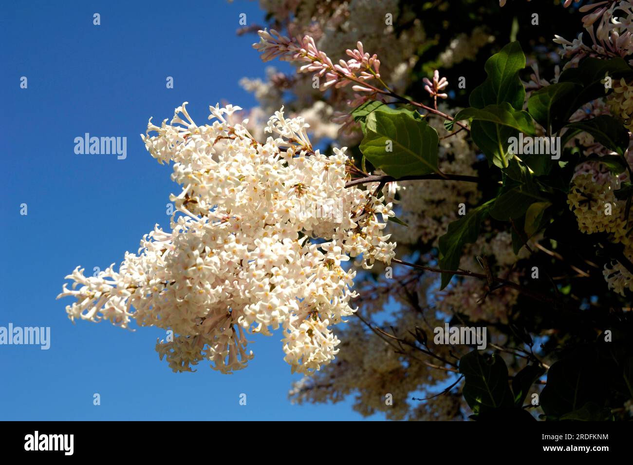 Bow lilac (Syringa reflexa Stock Photo - Alamy