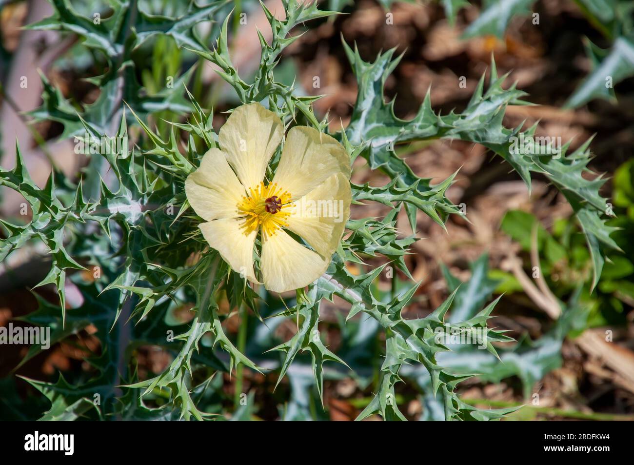 White prickly poppy wildflower hi-res stock photography and images - Alamy
