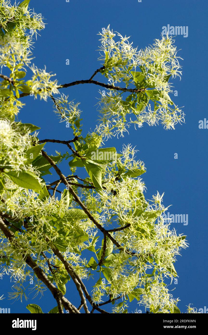 Virgin snowflower (Chionanthus virginica), poison ash tree Stock Photo ...