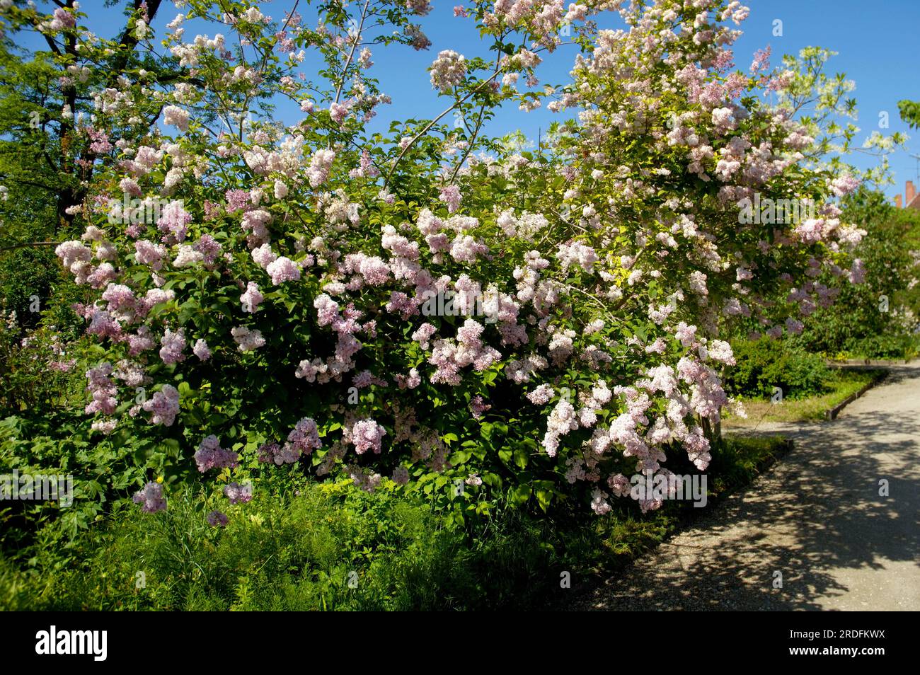 Syringa emodi (Syringa emodi Stock Photo - Alamy