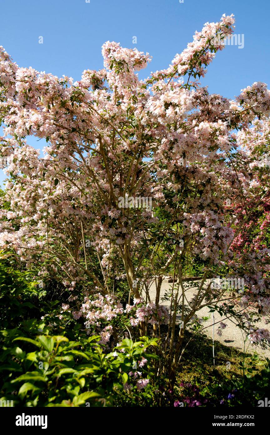 Lovely Linnaea amabilis (Kolkwitzia amabilis Stock Photo - Alamy