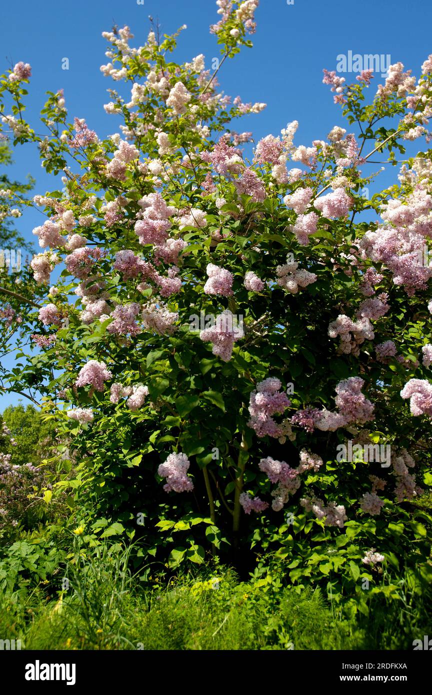 Syringa emodi hi-res stock photography and images - Alamy