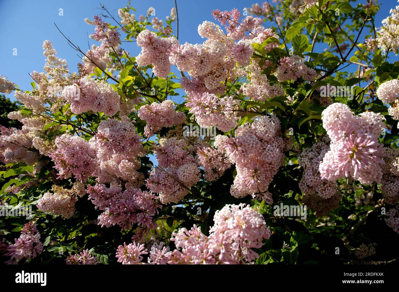 Syringa emodi hi-res stock photography and images - Alamy
