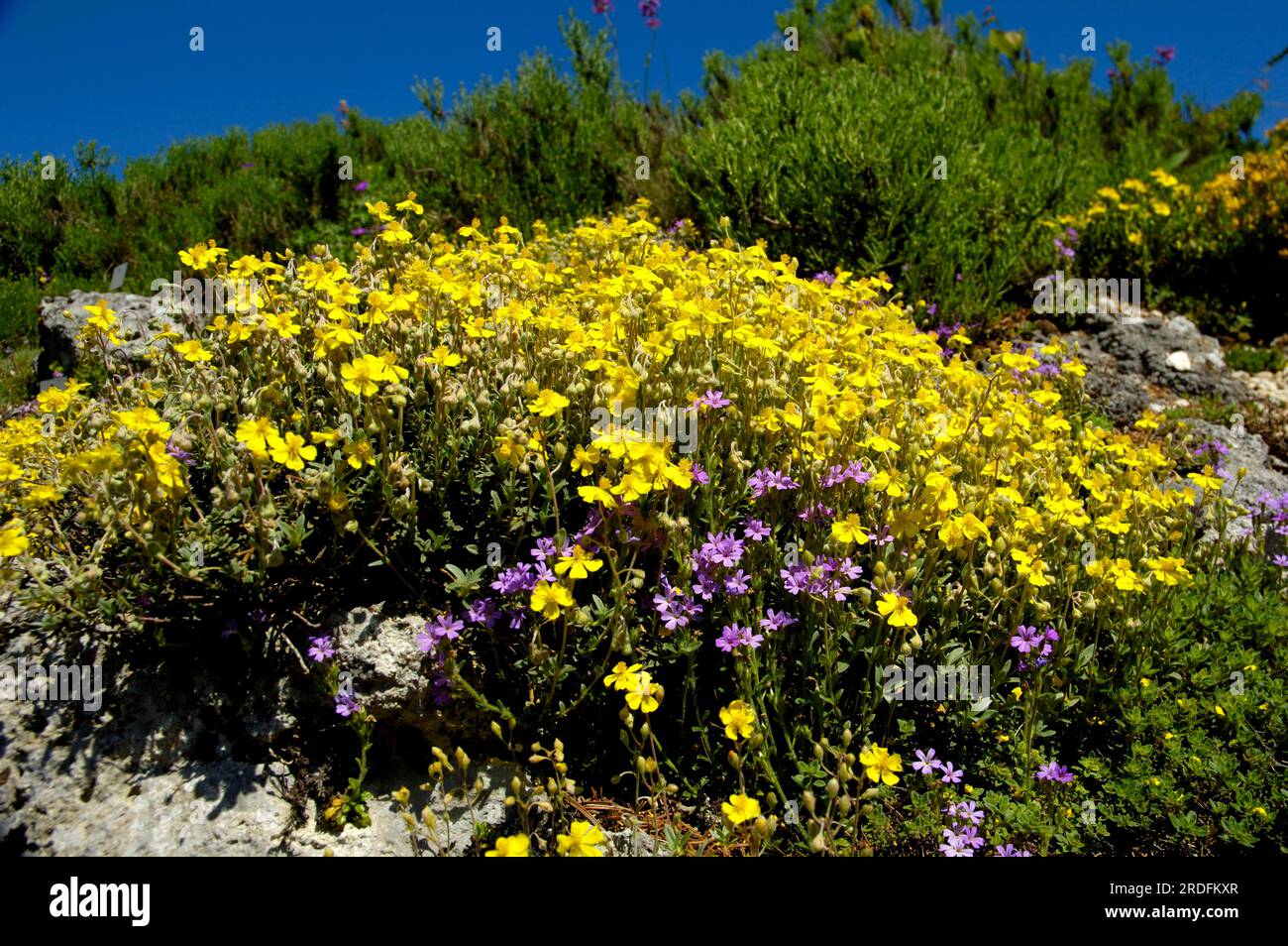 Rough cistus (Helianthemum canum Stock Photo - Alamy