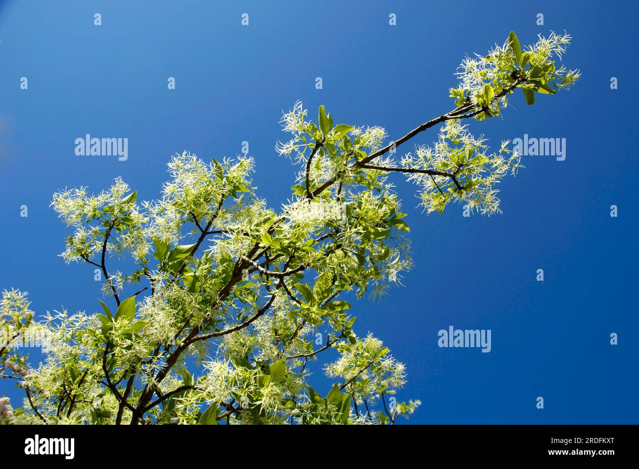 Virgin snowflower (Chionanthus virginica), poison ash tree Stock Photo ...
