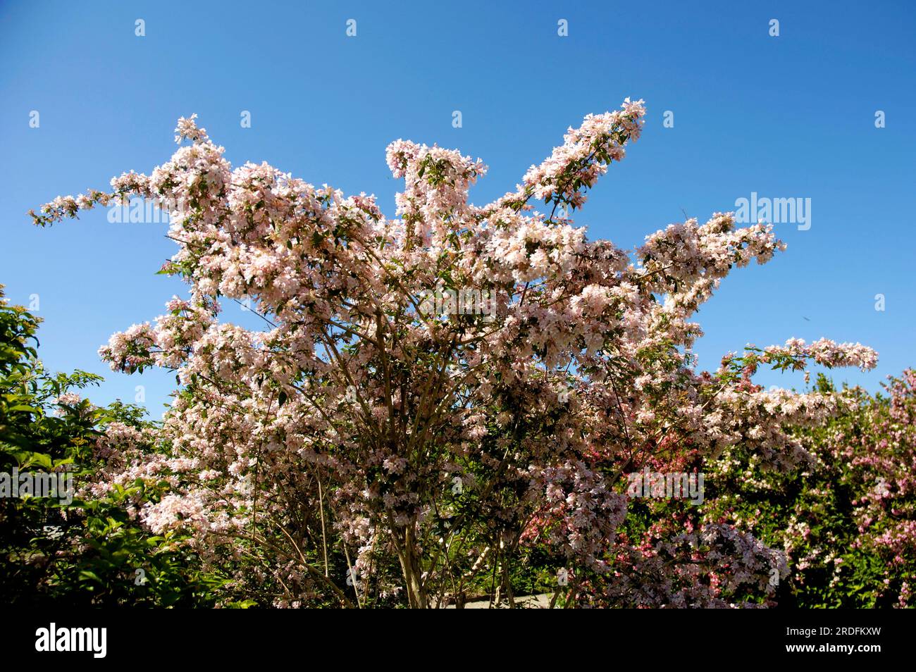 Linnaea hi-res stock photography and images - Alamy