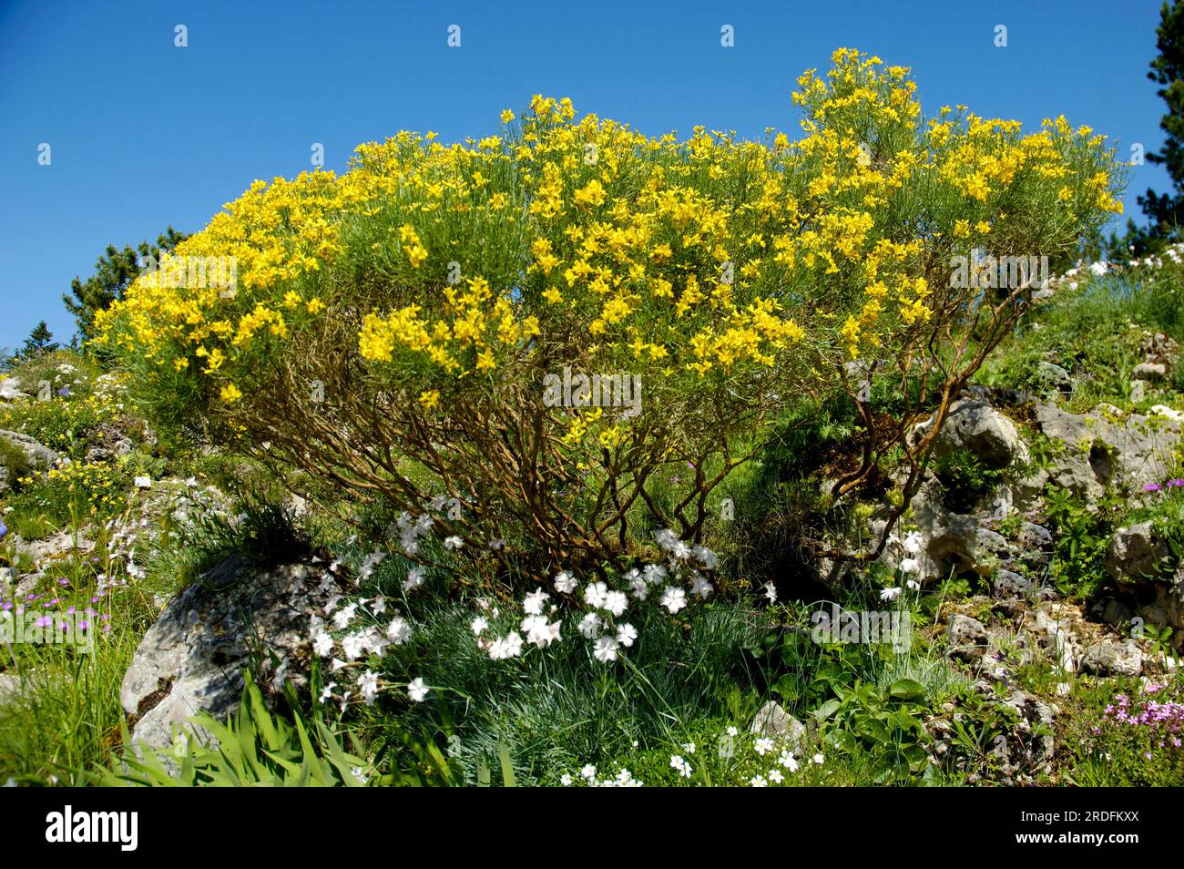 Rough cistus (Helianthemum canum Stock Photo - Alamy