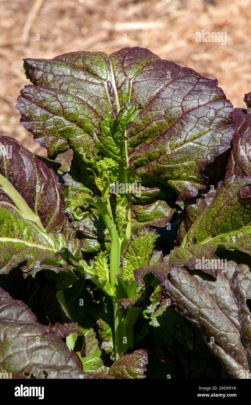 Red Giant Mustard Ornamental