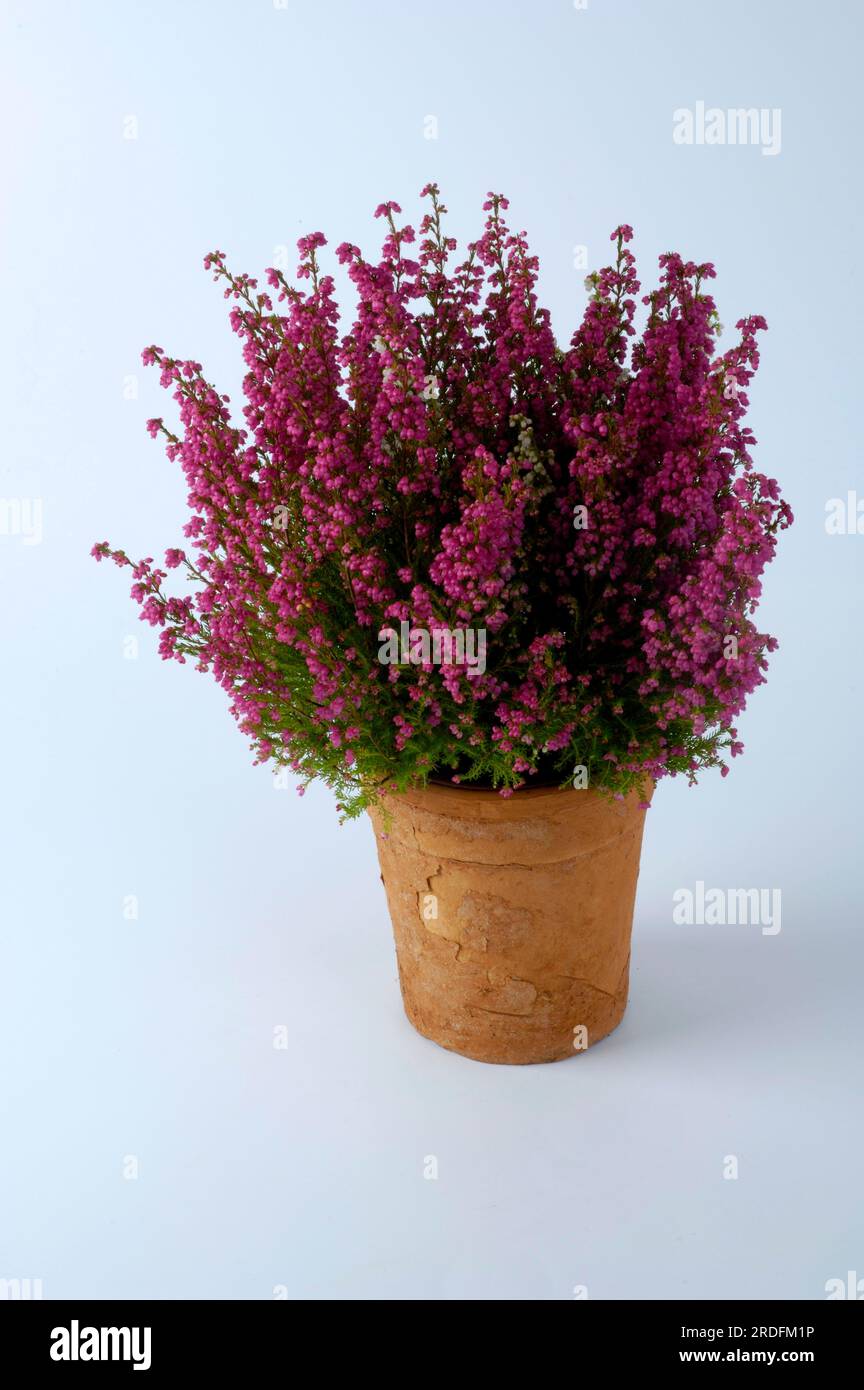 Erica cutout hi-res stock photography and images - Alamy