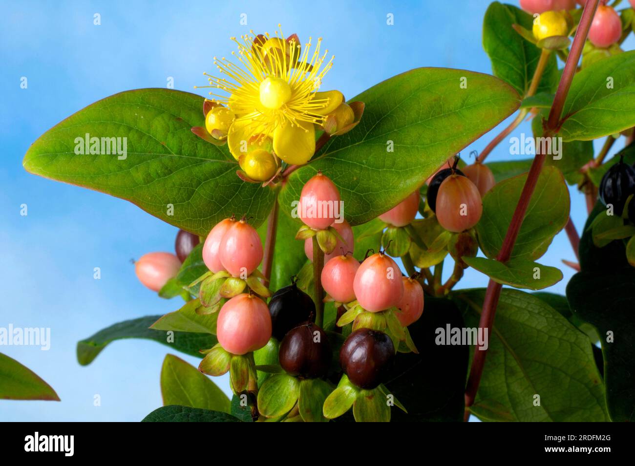Hypericum ‘magical white’ hi-res stock photography and images - Alamy
