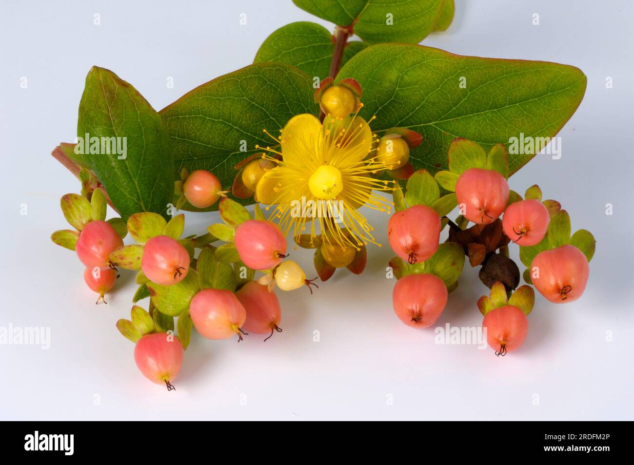 St. John's wort 'Magic White' (Hypericum x inodorum Stock Photo - Alamy