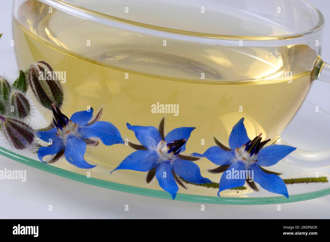 Cup of borage tea (Borago officinalis Stock Photo - Alamy
