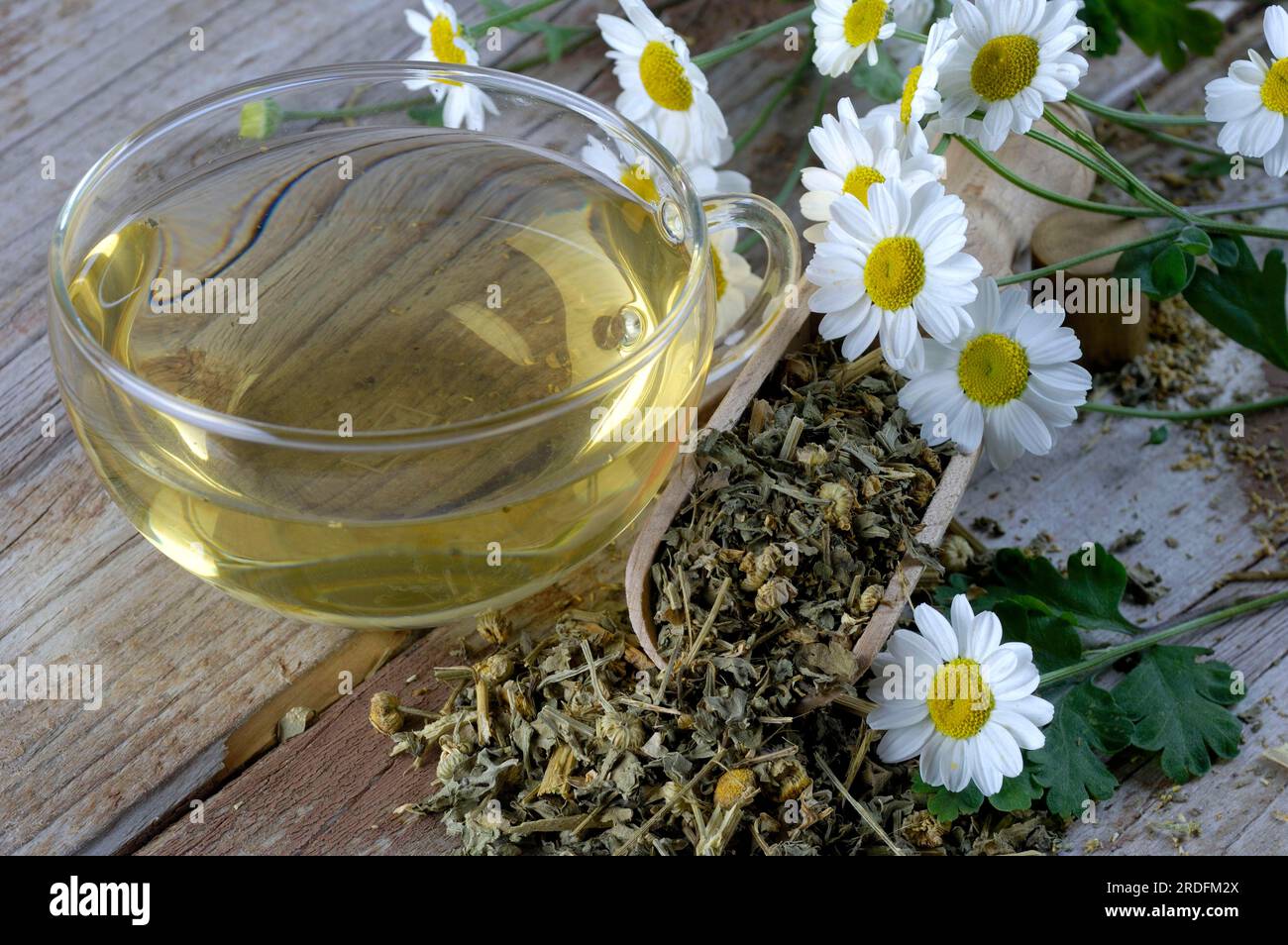 Cup of dried feverfew (Tanacetum parthenium) dried feverfew tea Stock ...