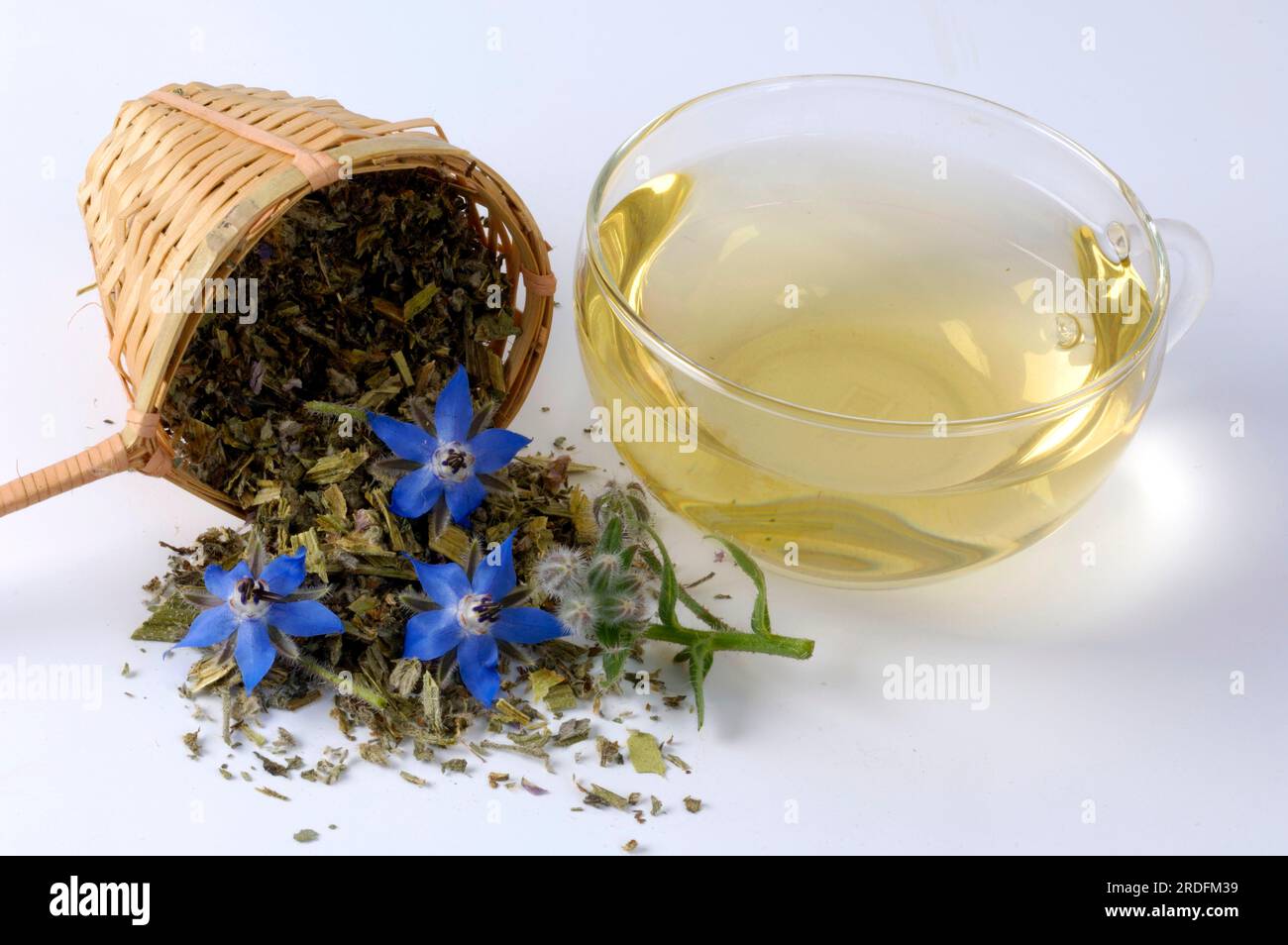 Cup of borage tea (Borago officinalis Stock Photo - Alamy