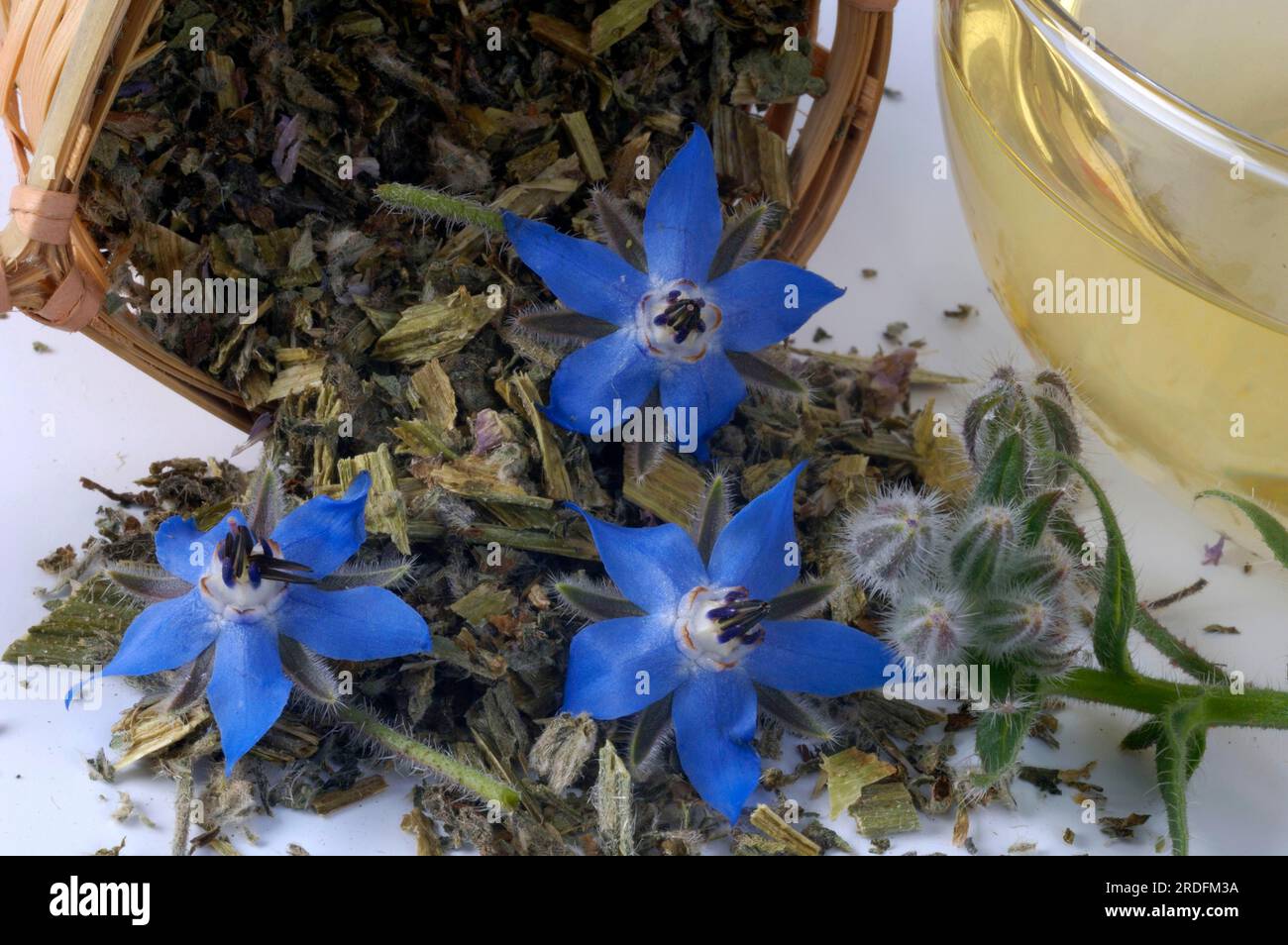 Borage (Borago officinalis), dried, Borage tea Stock Photo - Alamy