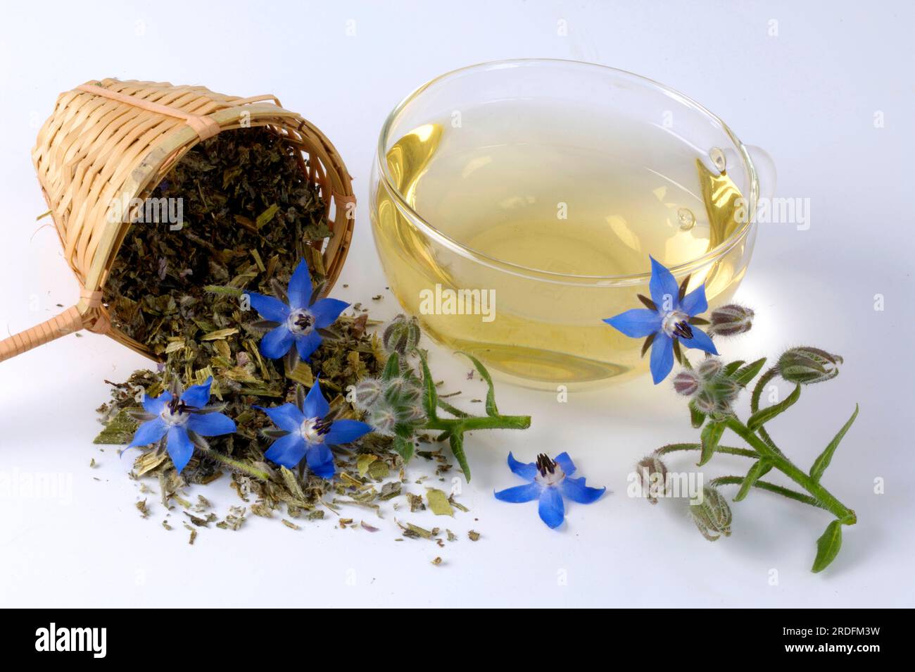 Cup of borage tea (Borago officinalis Stock Photo - Alamy
