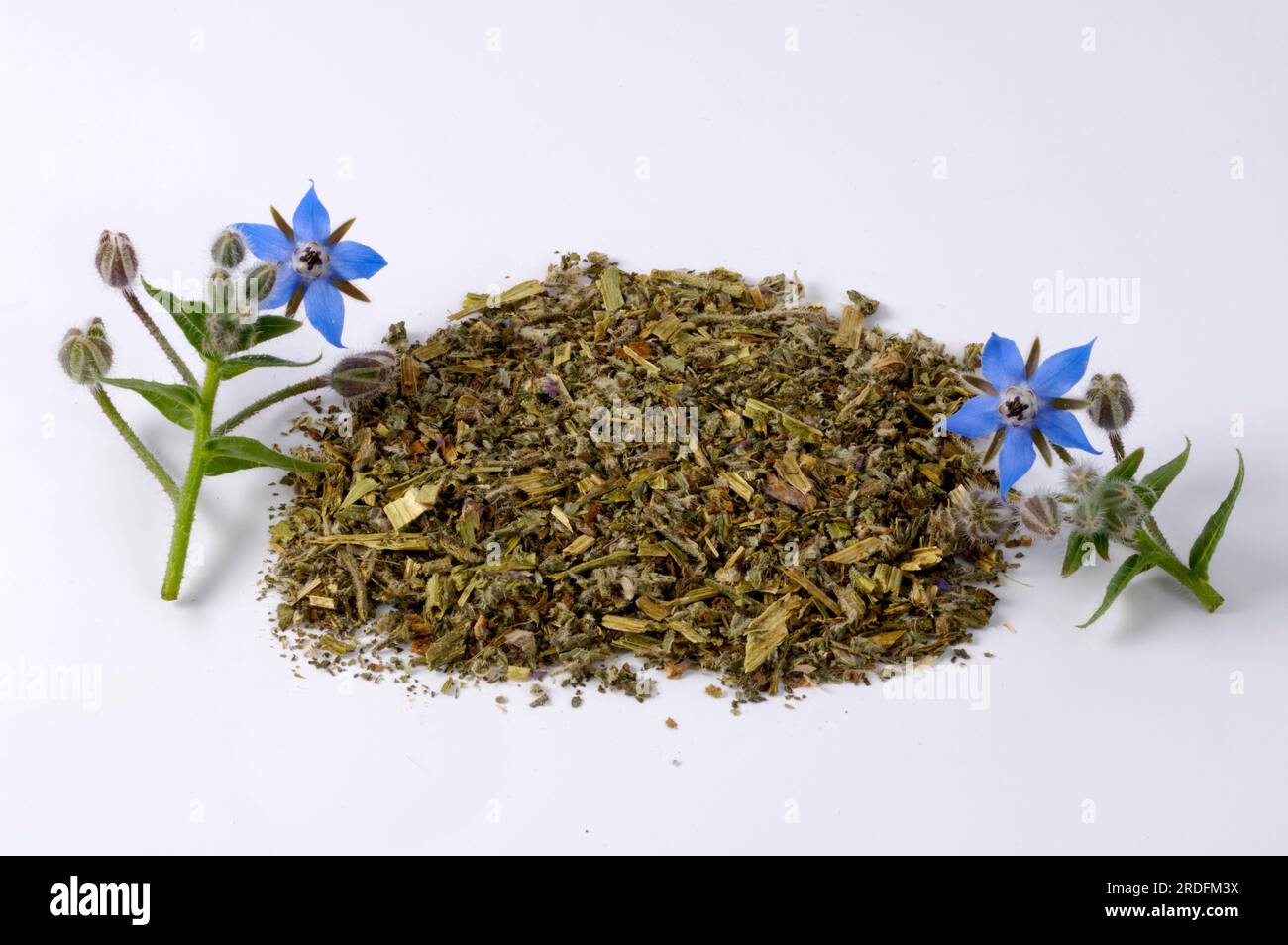 Borage (Borago officinalis), dried Stock Photo - Alamy