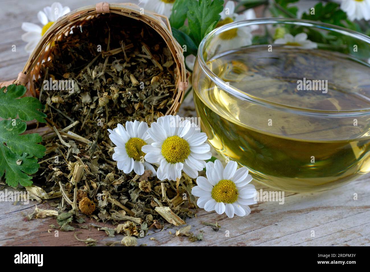 Cup of dried feverfew (Tanacetum parthenium) dried feverfew tea Stock ...