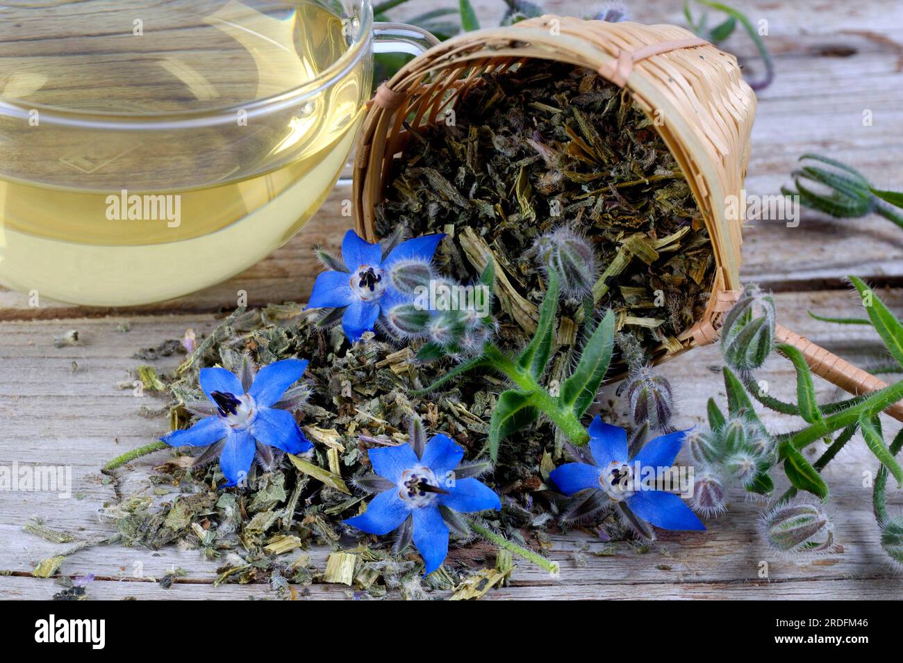 Cup borage tea (Borago officinalis), borage, dried Stock Photo - Alamy
