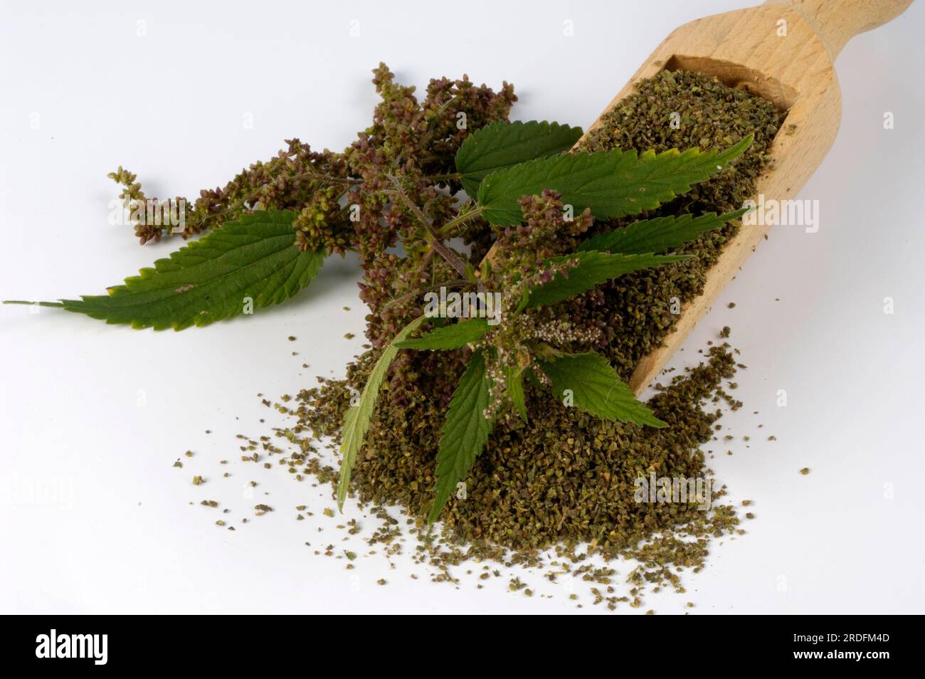 Stinging nettle, seed (Urtica dioica Stock Photo - Alamy