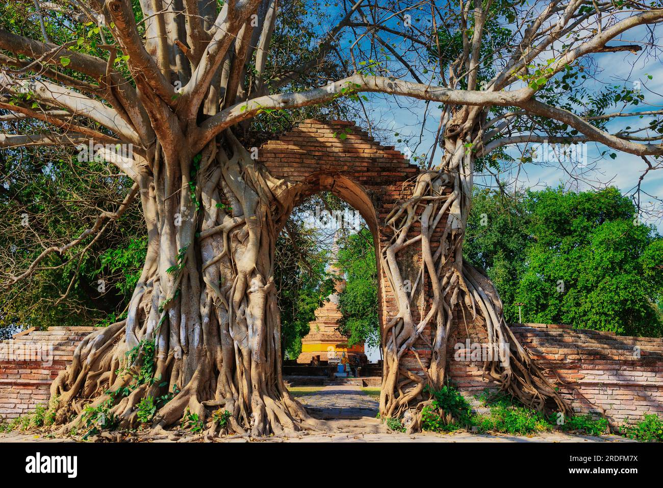 Old temple gate tangled with ficus roots, the portal of time at Ayutthaya Stock Photo - Alamy