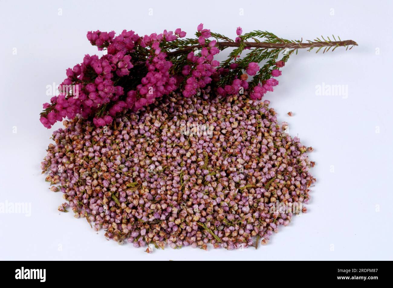 Erica cutout hi-res stock photography and images - Alamy