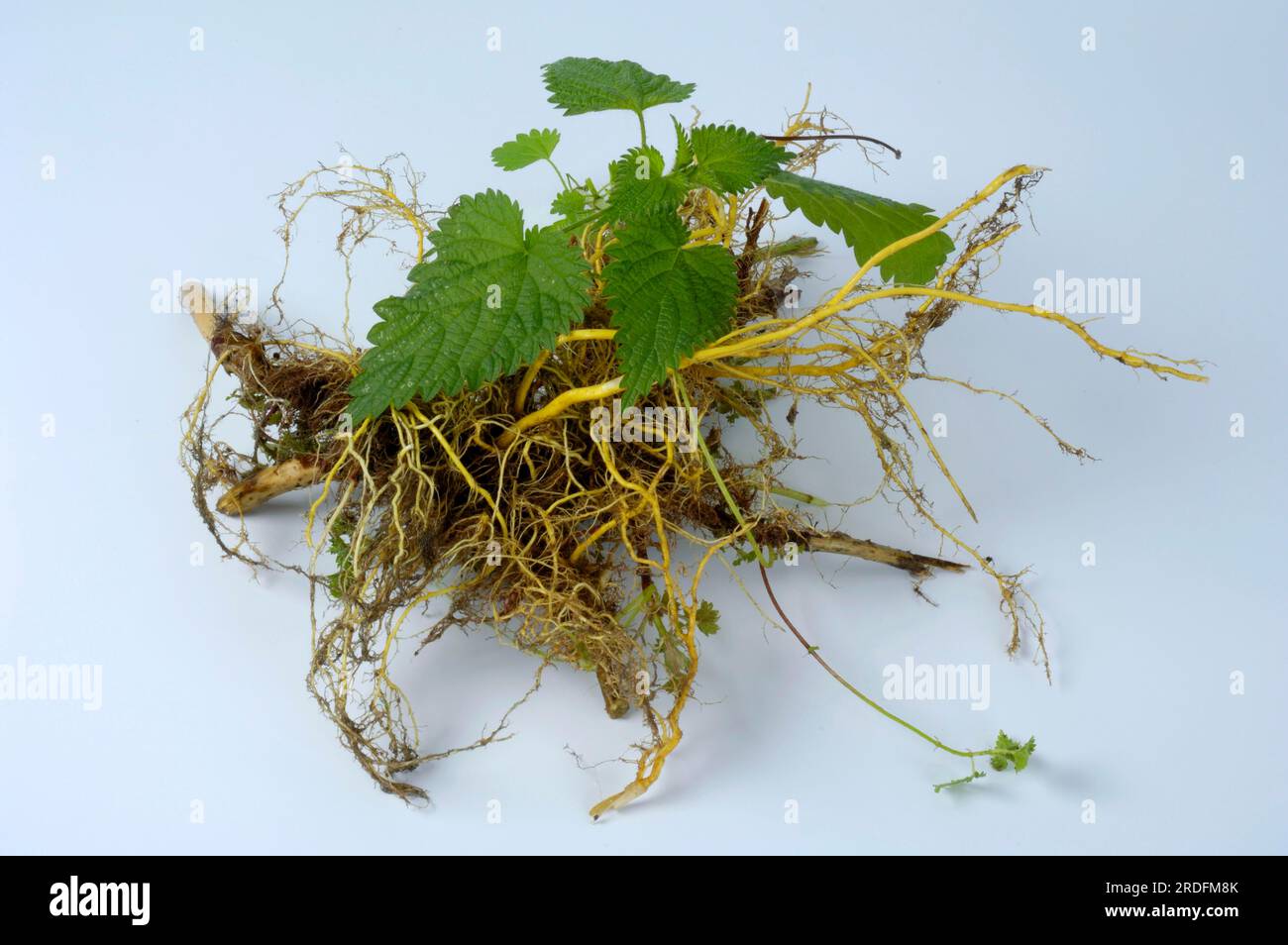 Nettle roots hi-res stock photography and images - Alamy