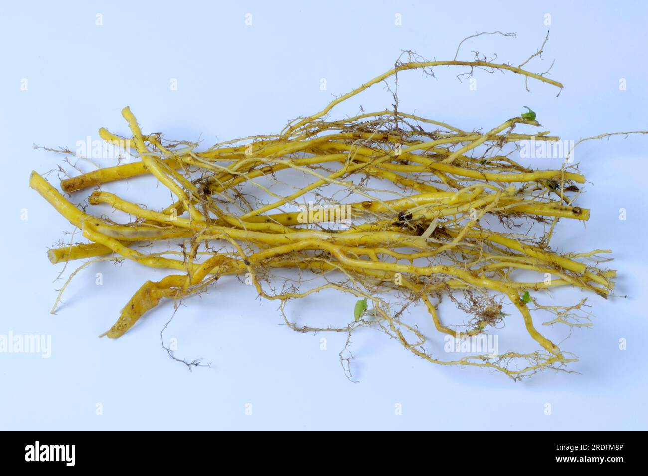 Stinging nettle, root (Urtica dioica), roots Stock Photo - Alamy