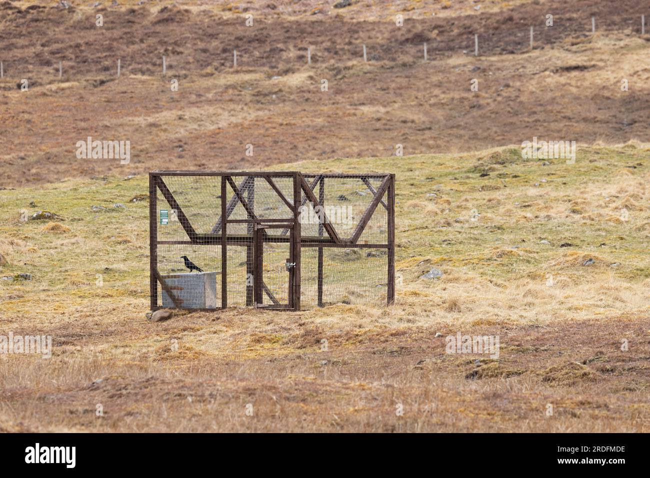 Larson trap Carrion Crow (Corvus corone) Highland April 2023 Stock ...