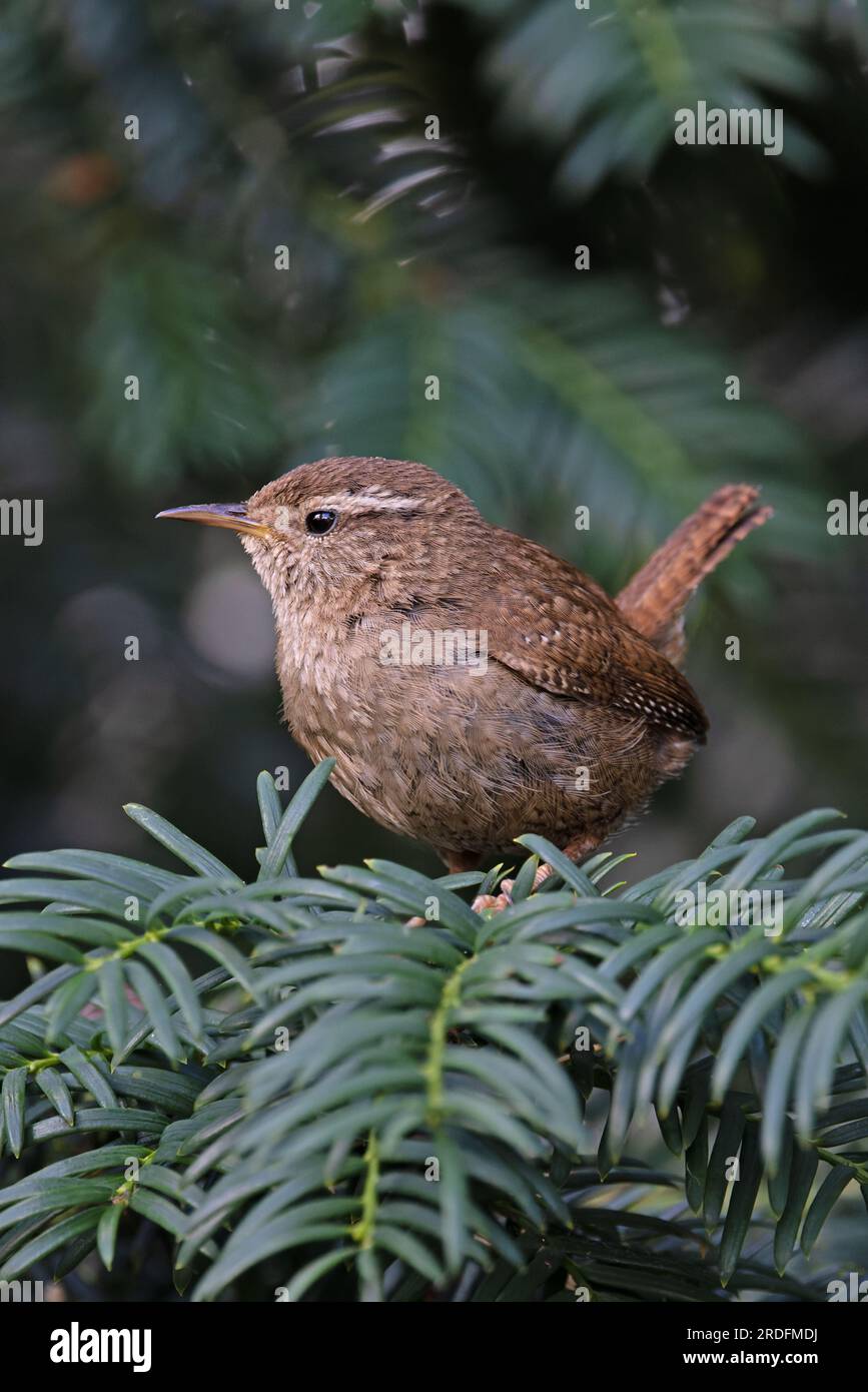 Troglodytes troglodytes 2023 hi-res stock photography and images - Alamy