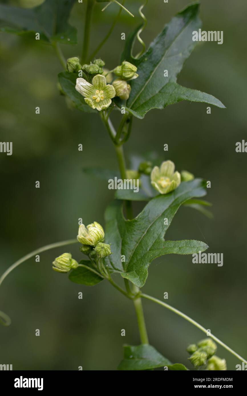 Black Bryony (Dioscorea communis) Norwich July 2023 Stock Photo - Alamy