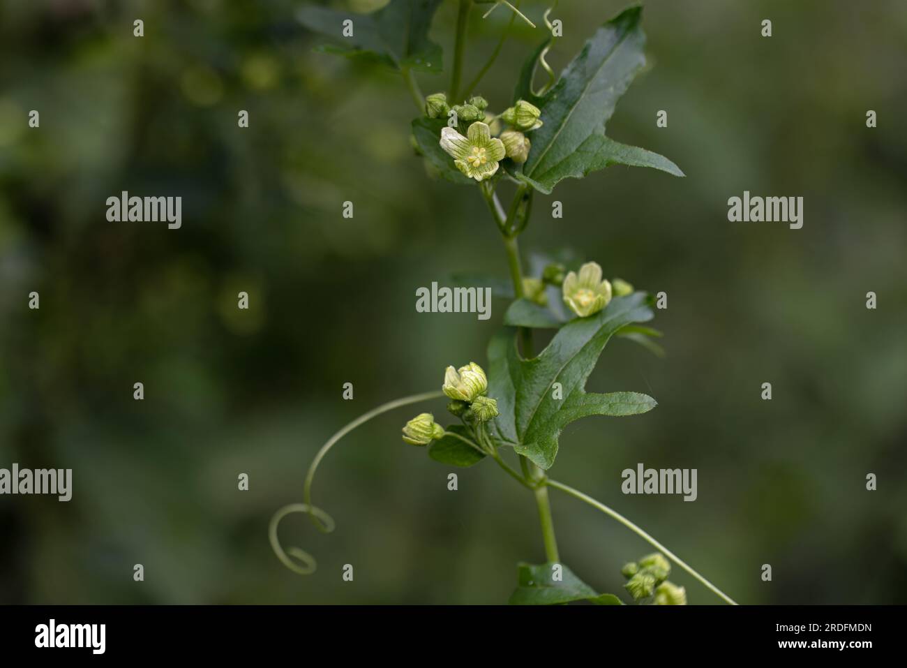 Black Bryony (Dioscorea communis) Norwich July 2023 Stock Photo - Alamy