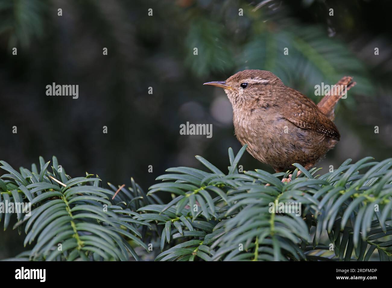 Troglodytes troglodytes 2023 hi-res stock photography and images - Alamy